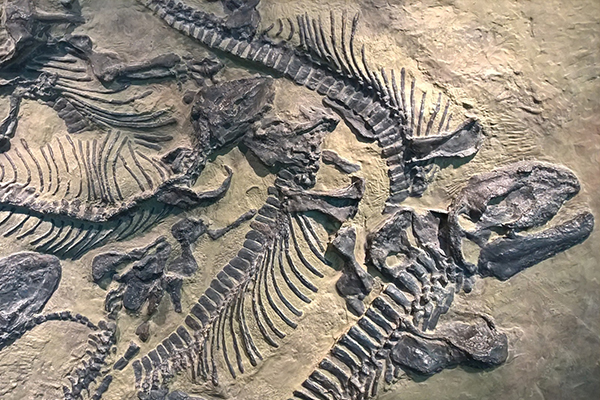 Frontiers in Nonlinear and Stochastic Modeling of Mass Extinction ...